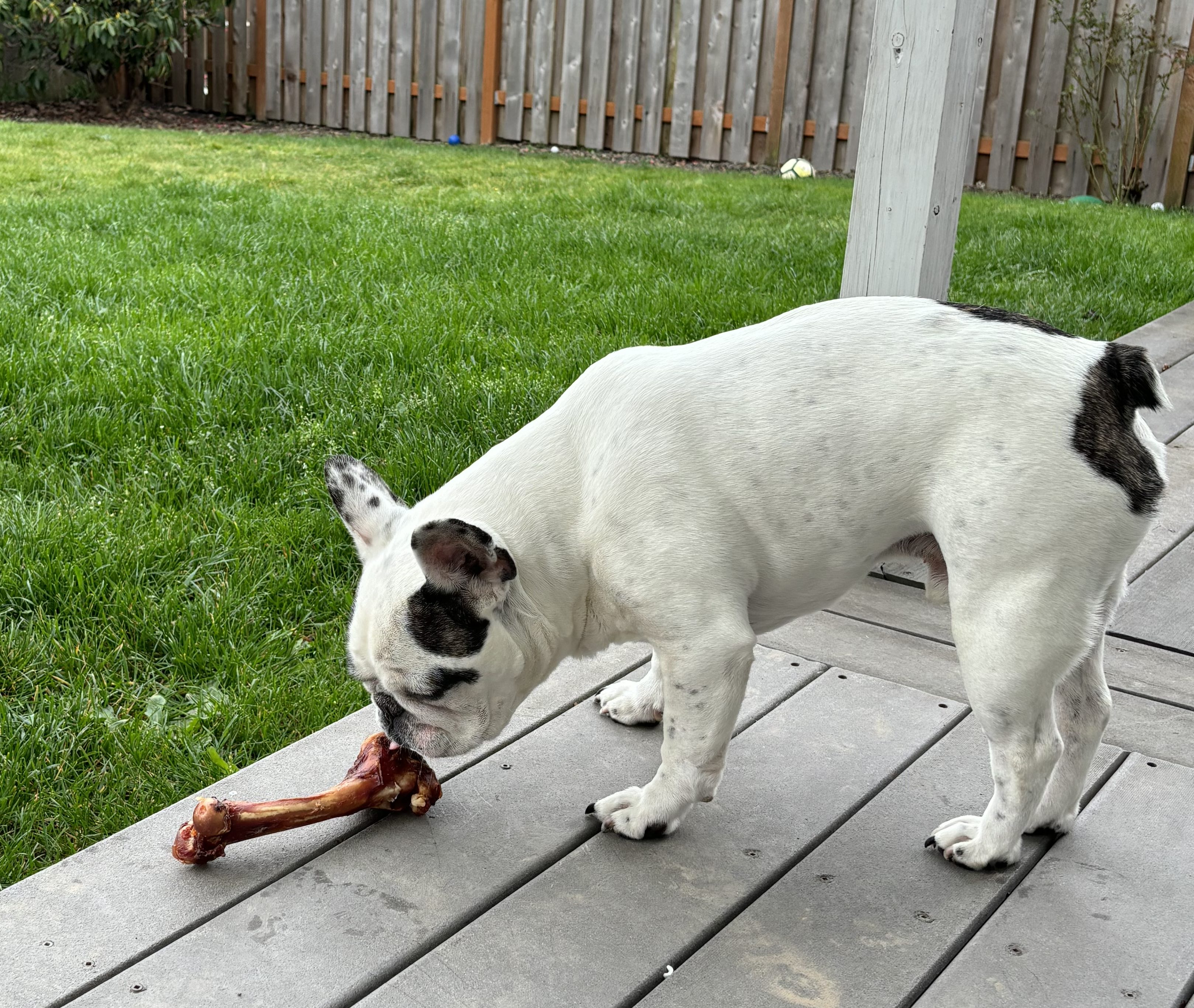 Best Dog Bones For Small Dogs | Farmer's Fetch