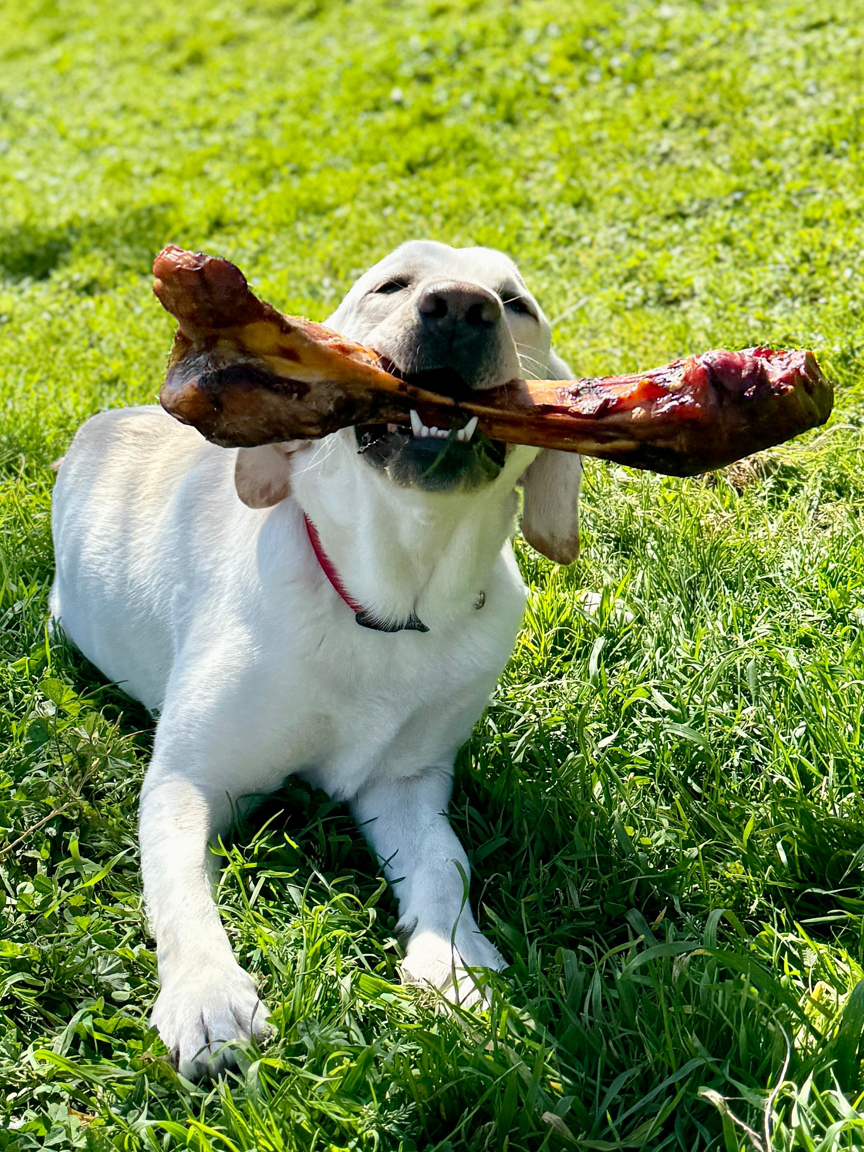 Best Dog Bones For Large Dogs & Aggressive Chewers | Farmer's Fetch